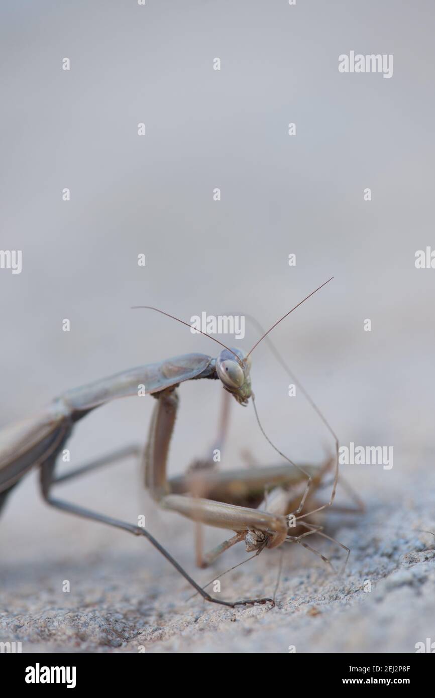 Mantis feeds hi-res stock photography and images - Alamy