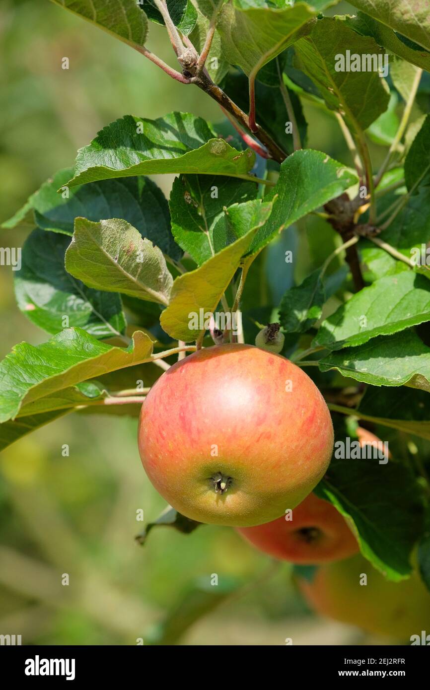 Apple 'Santana'. Malus domestica 'Santana'. Domestic desert apples ...