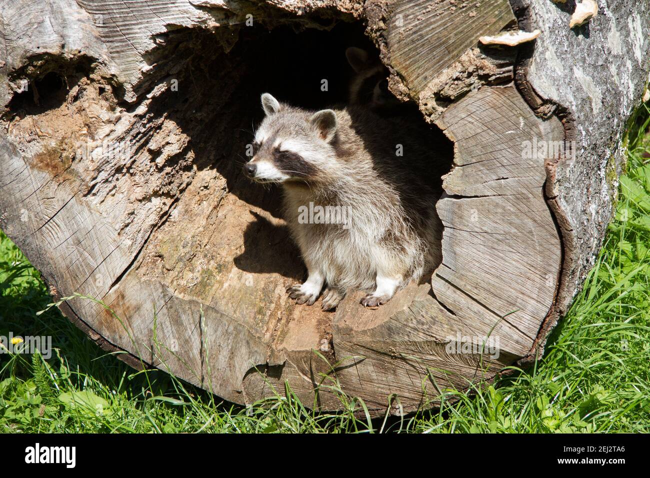 Racoon eyes hi-res stock photography and images - Alamy