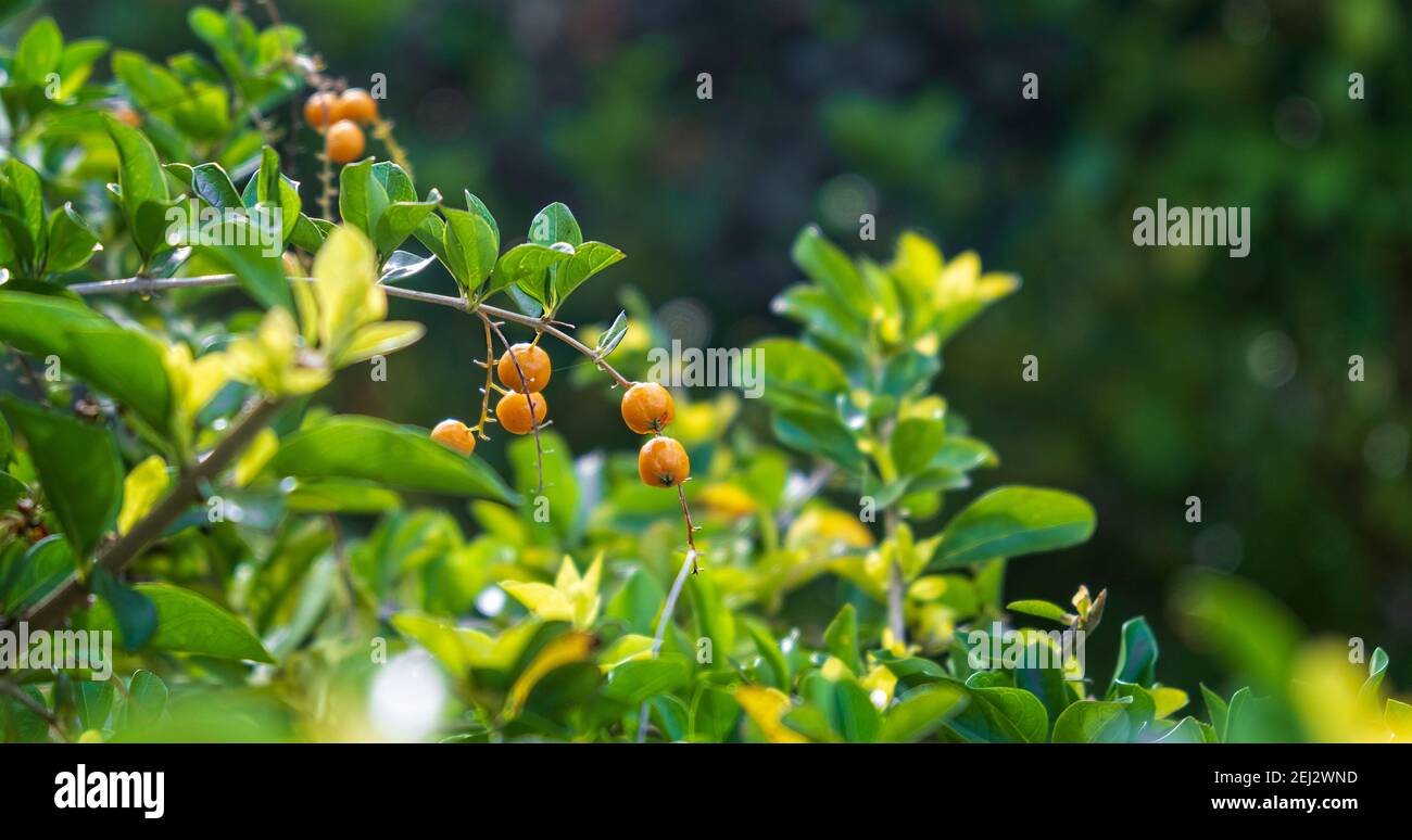 Duranta Erecta bush background, a tropical plant with yellow berries ...