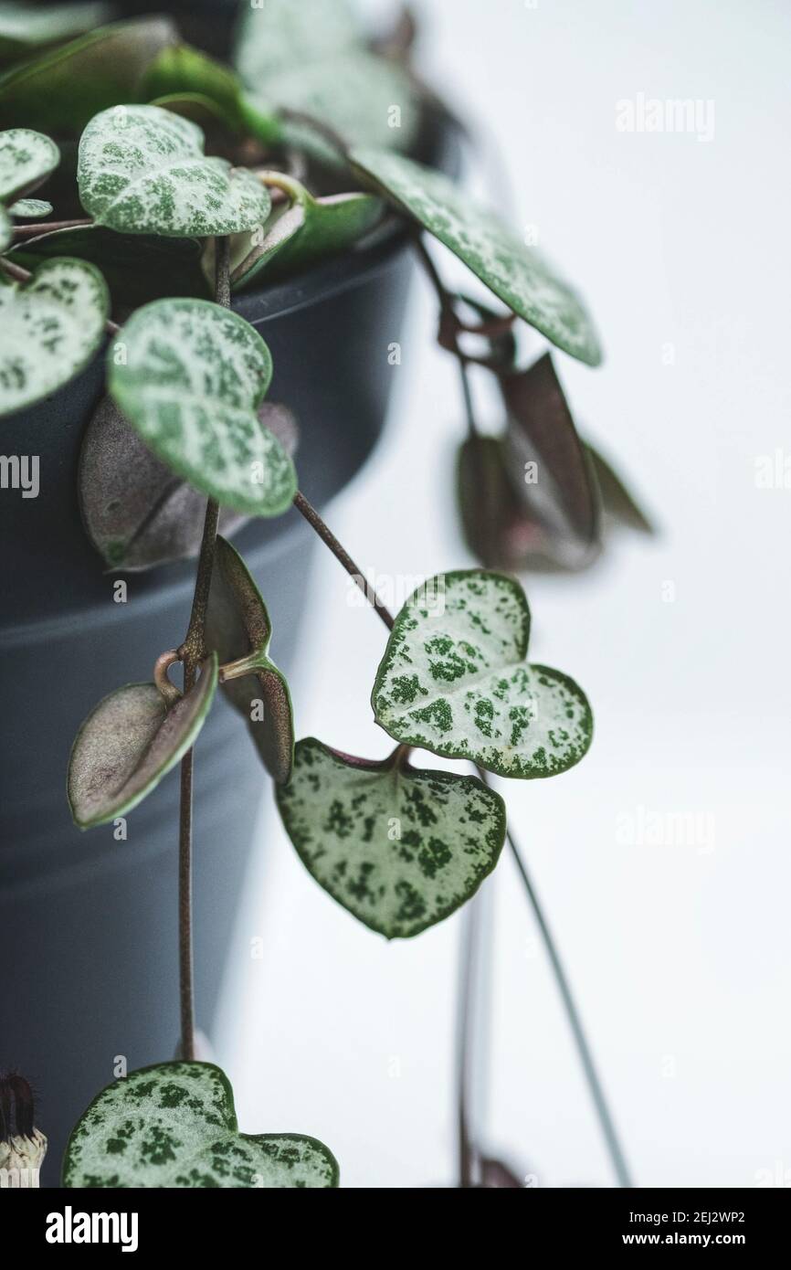 A vertical closeup of the Scindapsus leaves with a white background ...