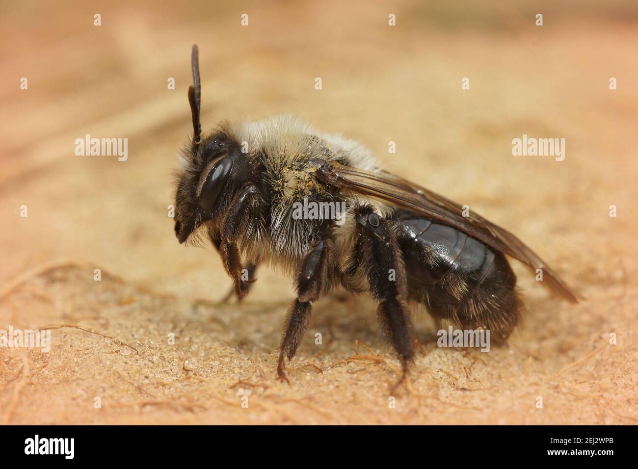 Grey backed mining bee hi-res stock photography and images - Alamy