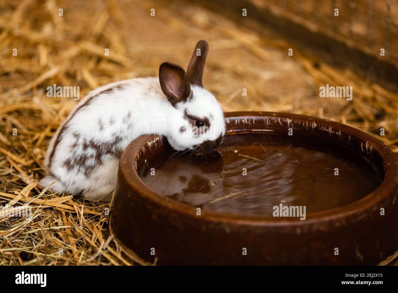 One White Rabbits Drinking Water From Baked Clay Disc. selective focus ...