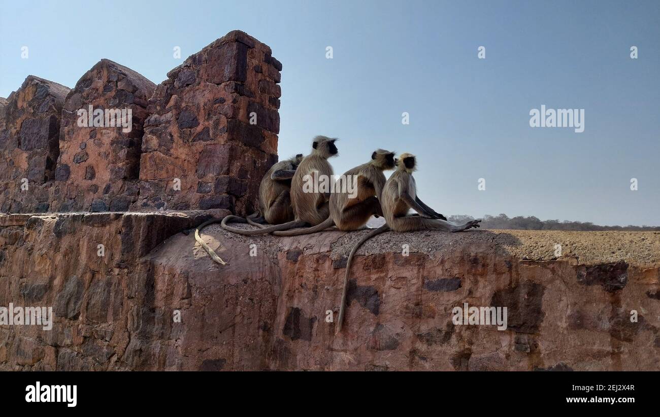 A closeup shot of a group of monkeys sitting on the fort wall Stock ...