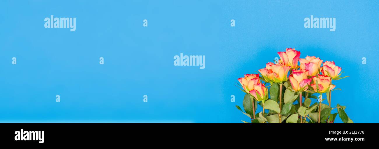 Rose flowers on a banner background High Quality Photo Stock Photo - Alamy