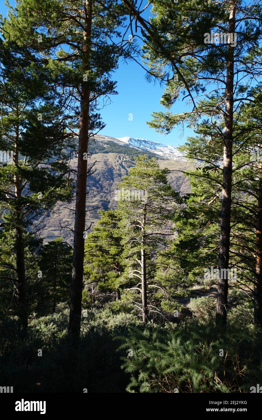 Parque natural sierra nevada hi-res stock photography and images - Alamy