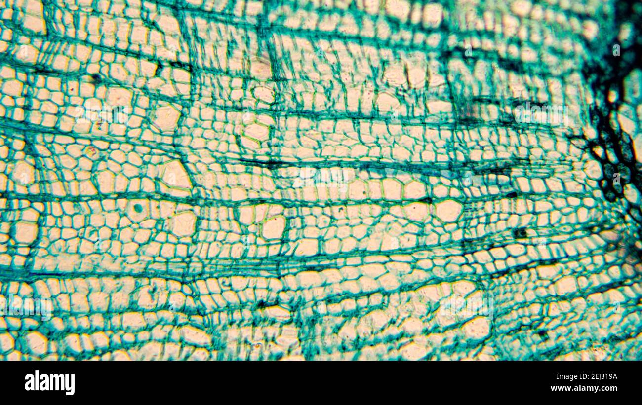 Histology images hi-res stock photography and images - Alamy