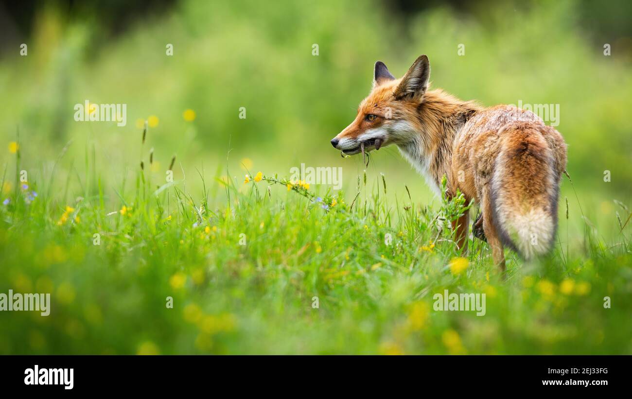 Fox standing looking back hi-res stock photography and images - Alamy