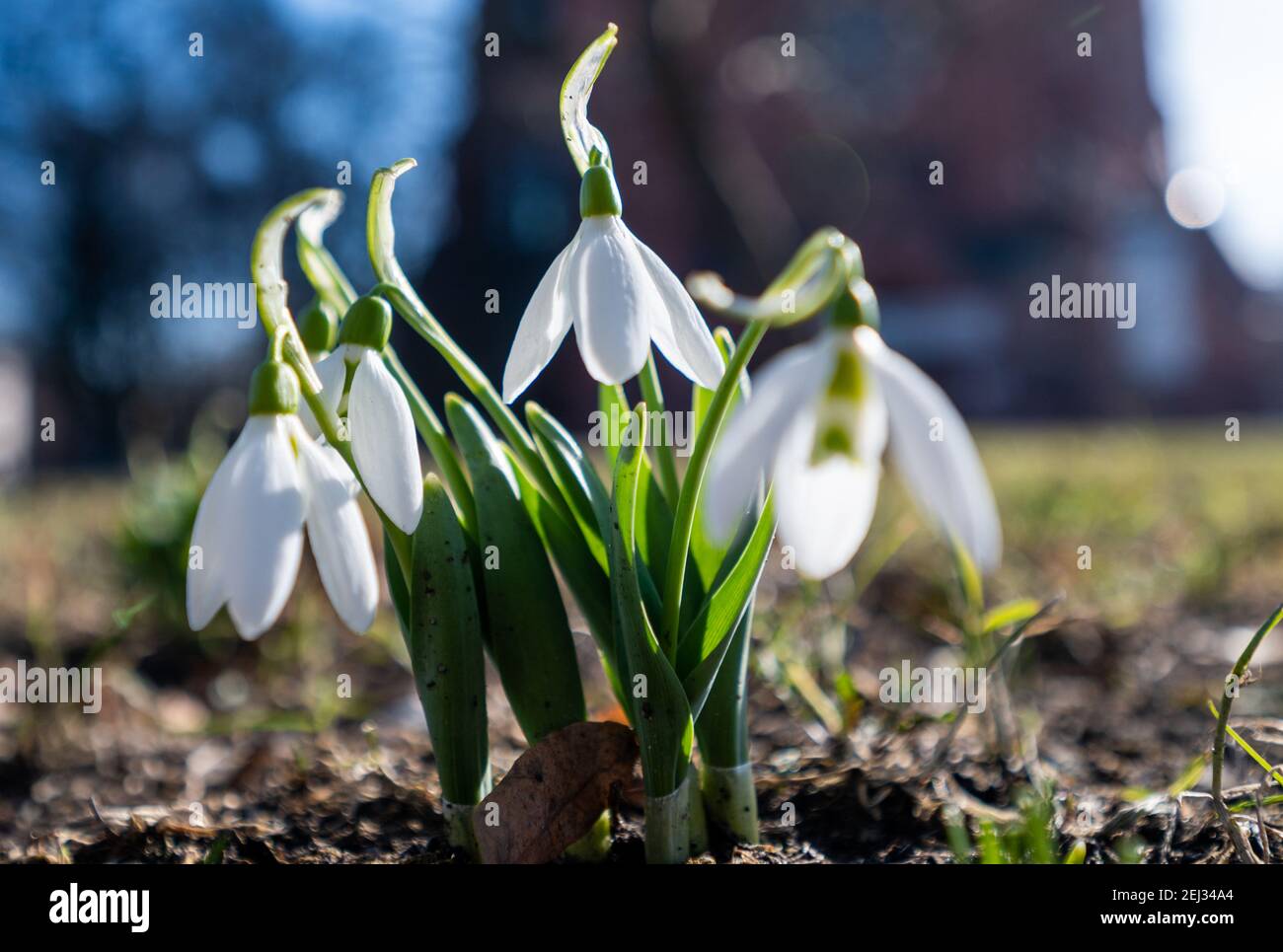 Berlin, Germany. 21st Feb, 2021. Snowdrops grow on a grassy strip in ...