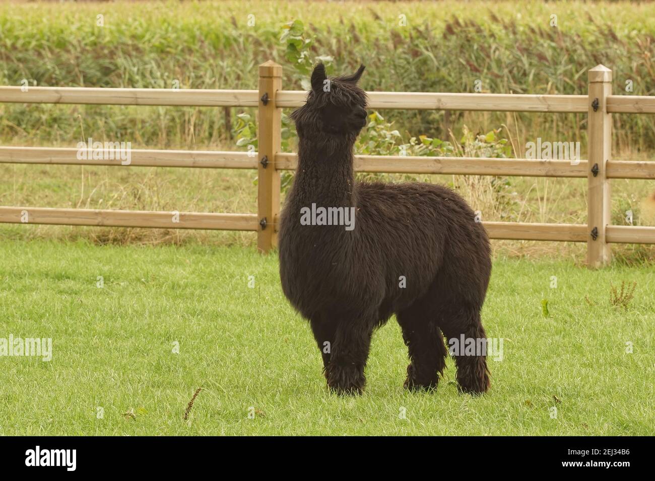 Full body shot of a black hairy Alpaca , Vicugna pacos on grass Stock ...