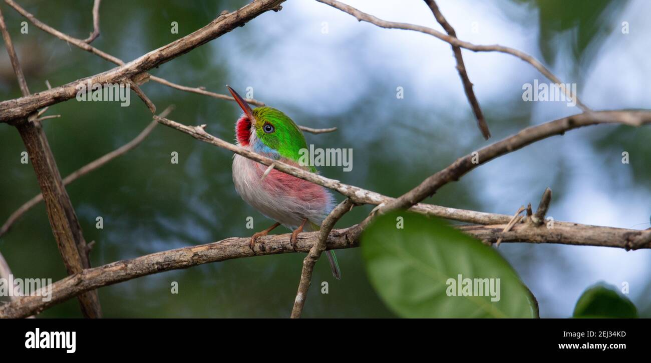 green, white, red and blue Cuban Tody sitting on a branch with natural ...