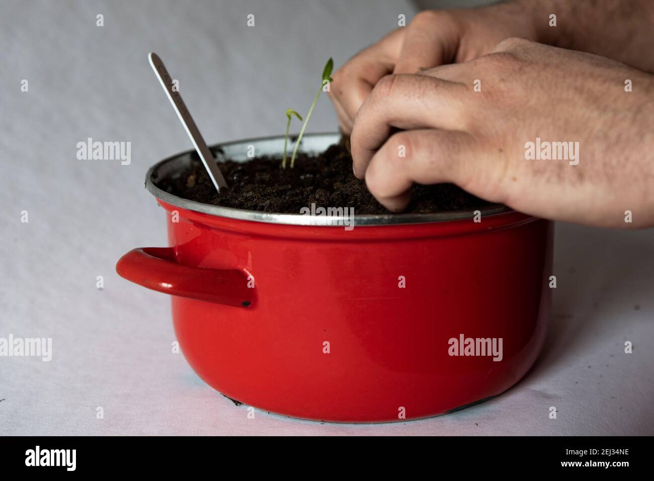 Hand and sprout hi-res stock photography and images - Alamy