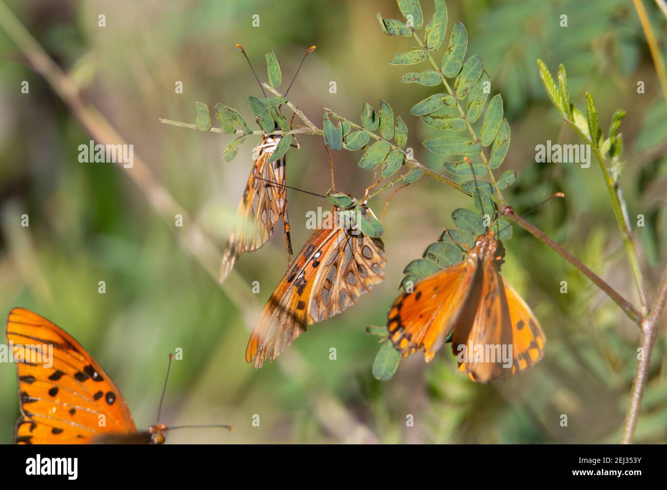 Gulf Fritillary (Agraulis vanillae) four gulf fritillary on a leaf in a ...