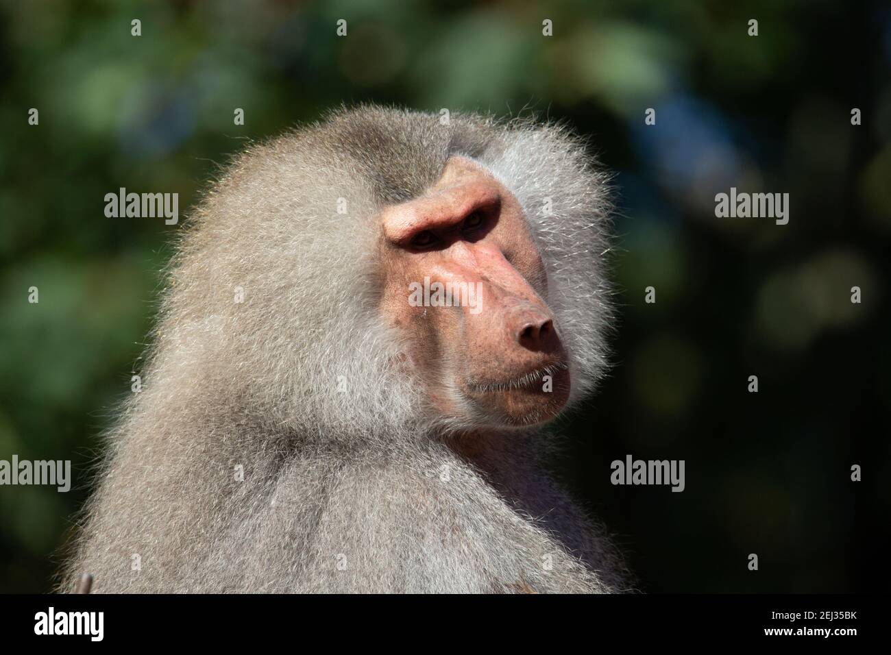 Hamadryas baboon rocks hi-res stock photography and images - Alamy