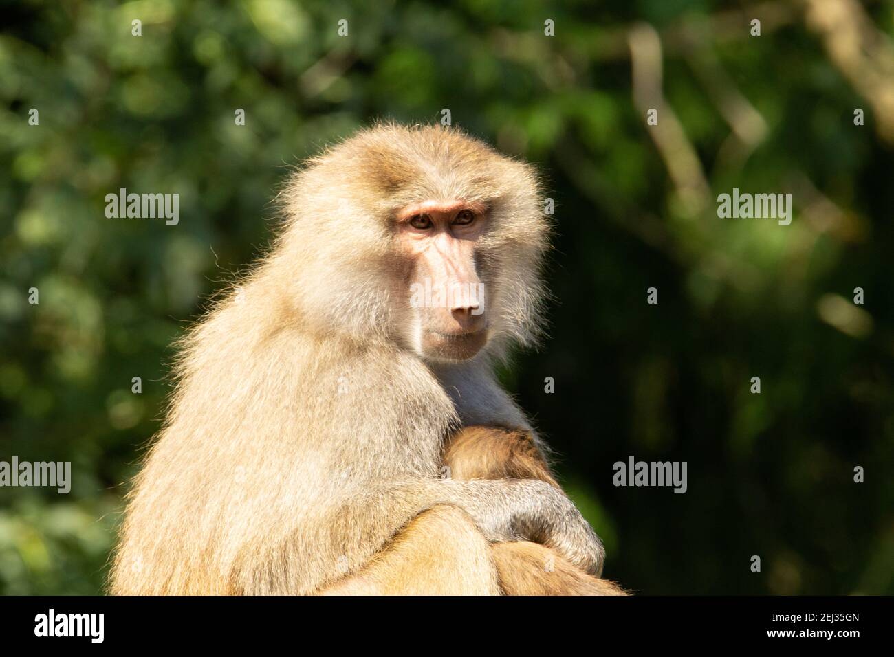 Hamadryas baboon (Papio hamadryas) an adult female Hamadryas baboon ...