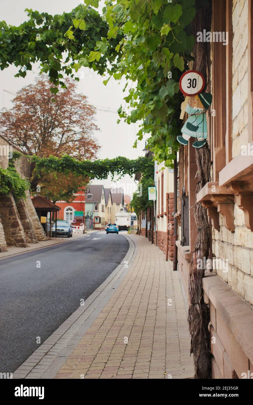 Cute speed limit sign on a grapevine on a street along the wine route ...