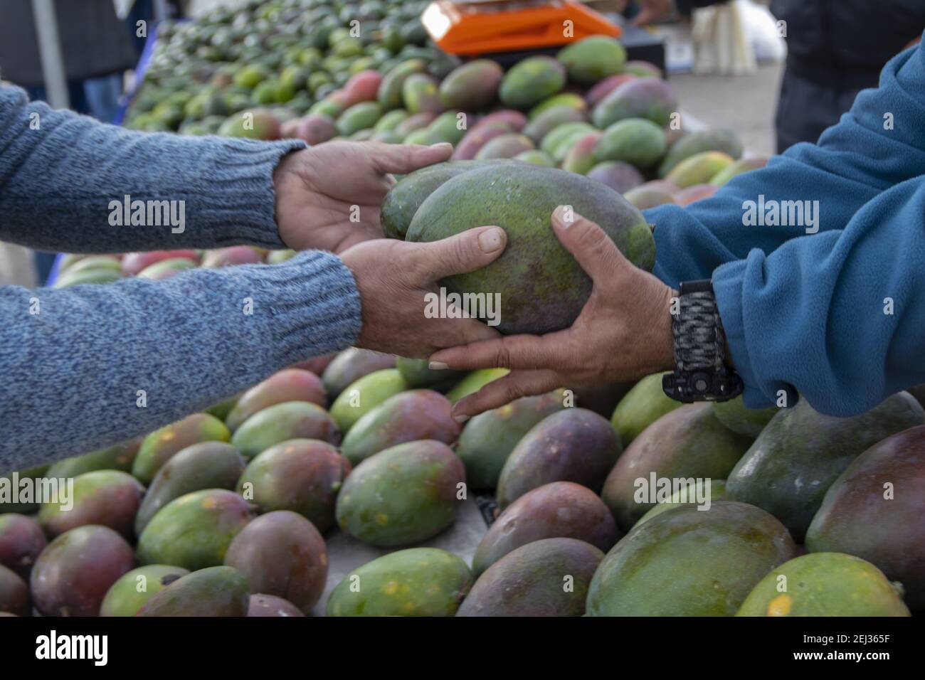 A closeup shot of a person buying fresh mangos in the fruit market ...