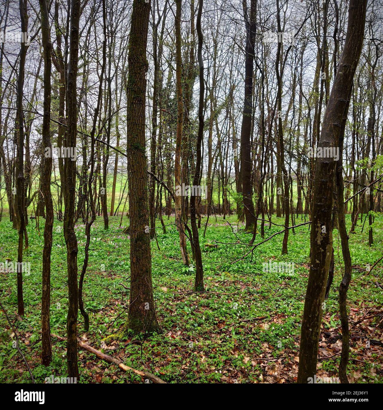 Brazilian hevea hi-res stock photography and images - Alamy