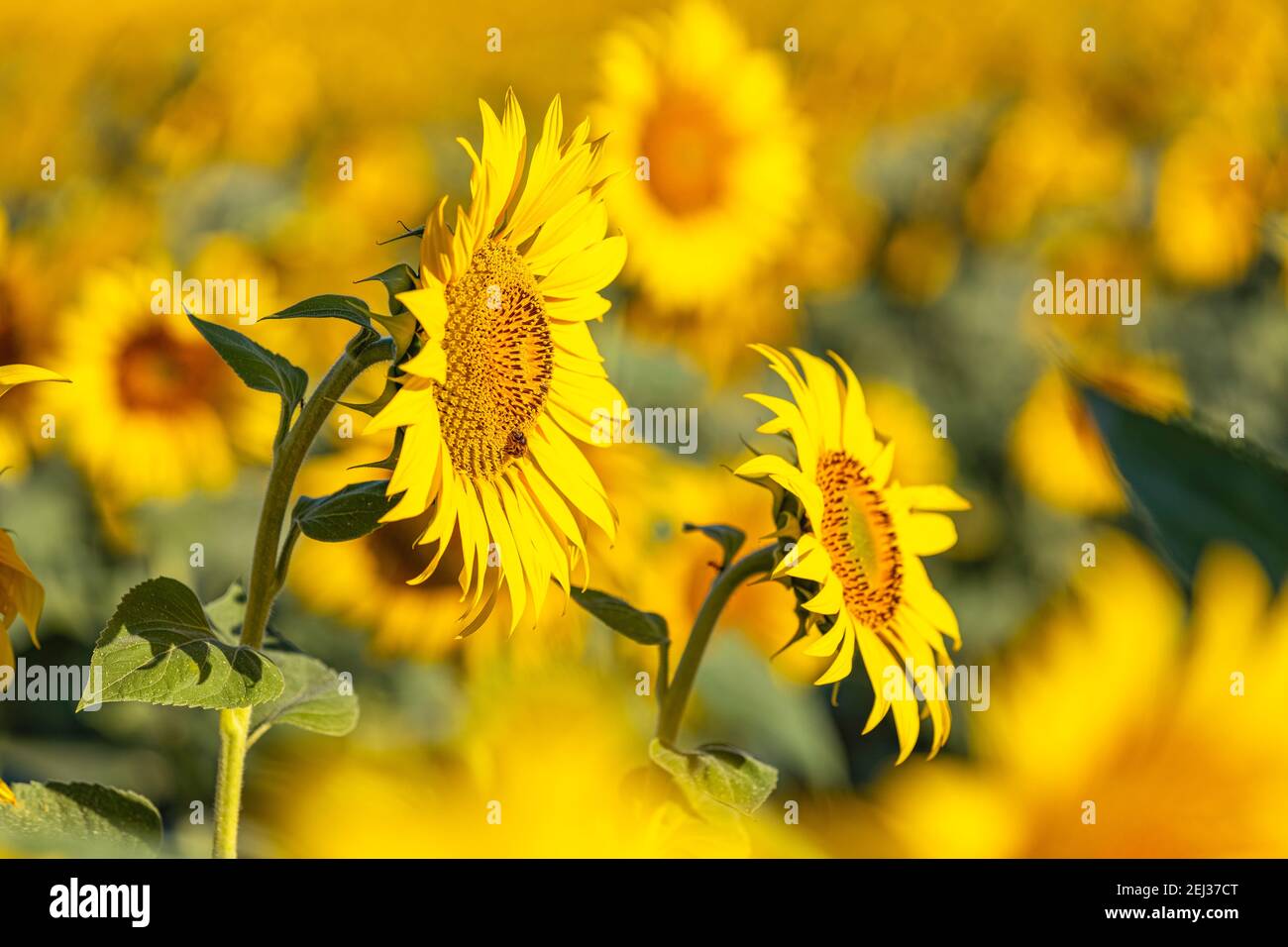 Yellow sunflowers close up. Field of sunflowers, beautiful nature rural ...