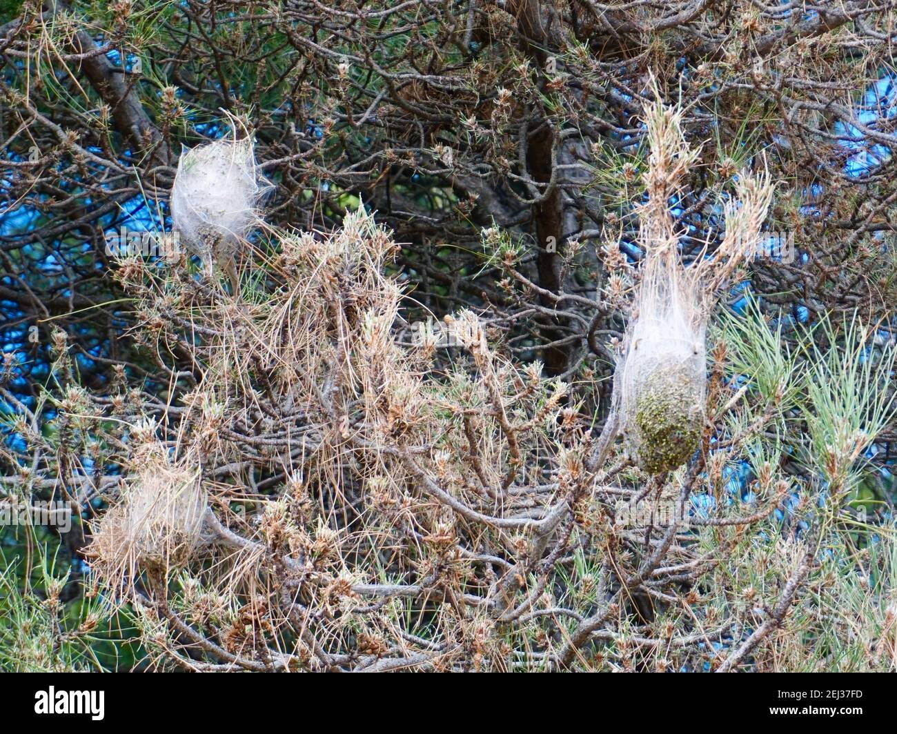 Moths of spain hi-res stock photography and images - Alamy