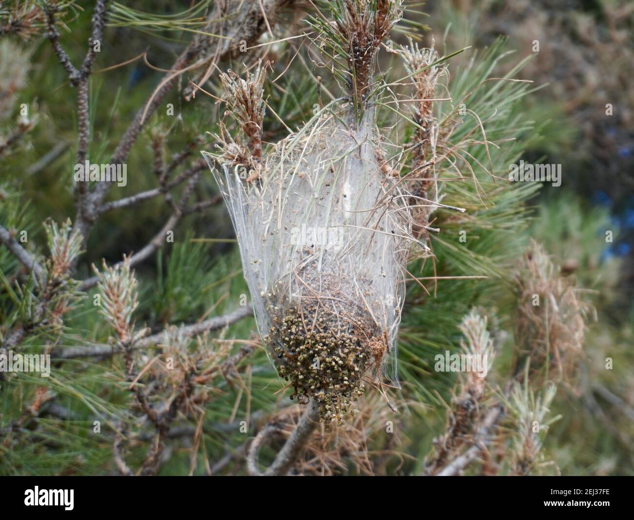 Nest of pine processionally moths (Thaumetopoea pityocampa) in a pine ...