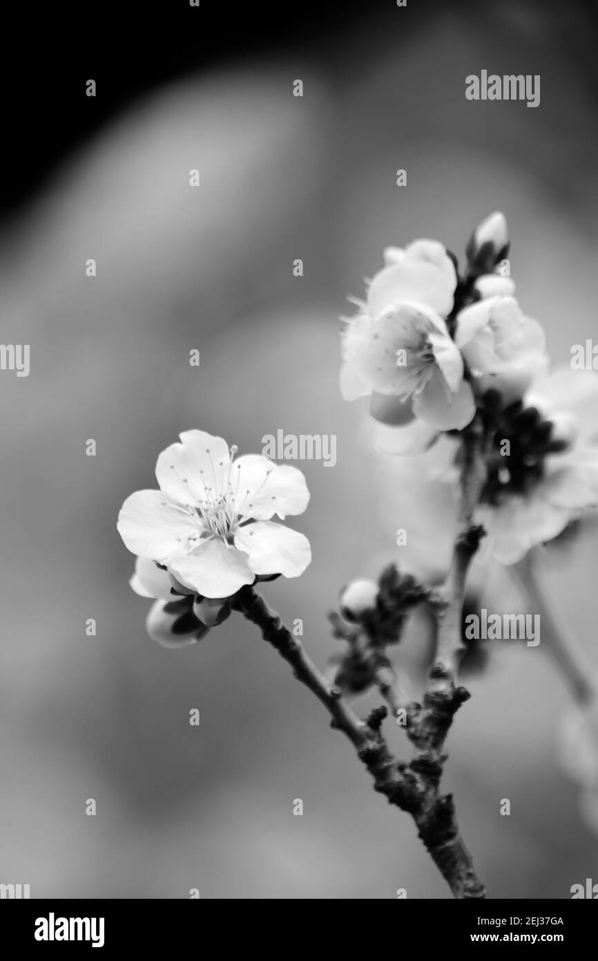 White blossom branches blooming Black and White Stock Photos & Images ...
