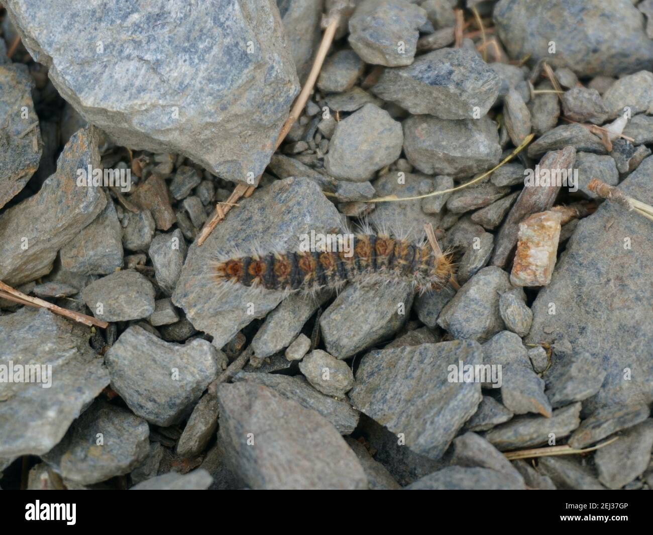 A pine processionary caterpillar on the ground in a pine forest in ...