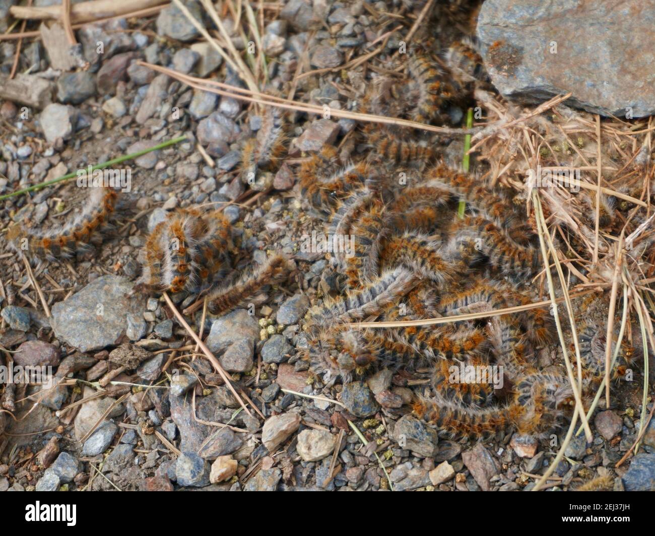 Pine processionary caterpillars on the ground in a pine forest in ...