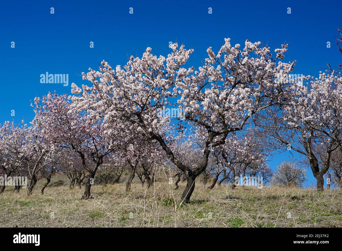 Almond trees with blossom hi-res stock photography and images - Alamy