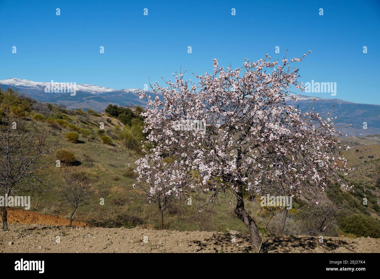 Almond trees in blossom in Spring in Andalucía, Spain Stock Photo - Alamy