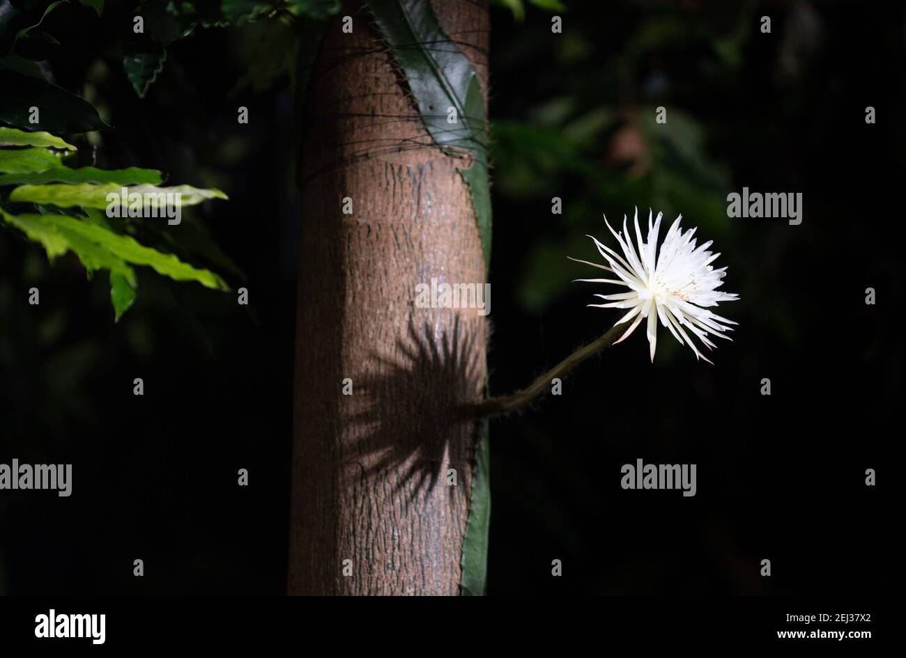Moonflower cactus hi-res stock photography and images - Alamy