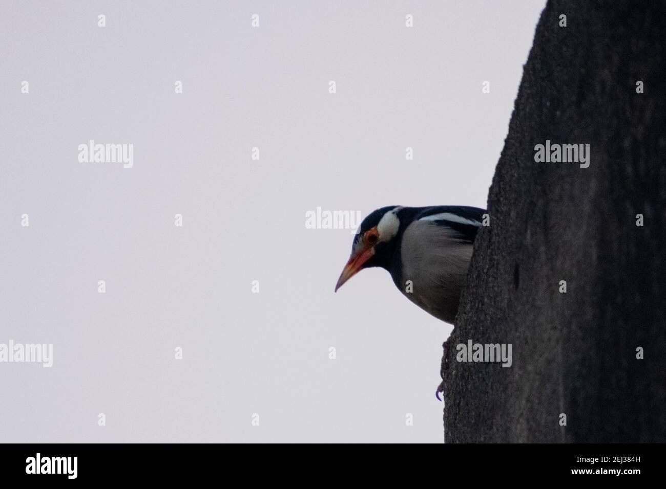 Fiji white eye hi-res stock photography and images - Alamy
