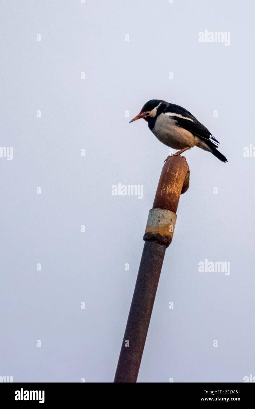 Myna flying hi-res stock photography and images - Alamy