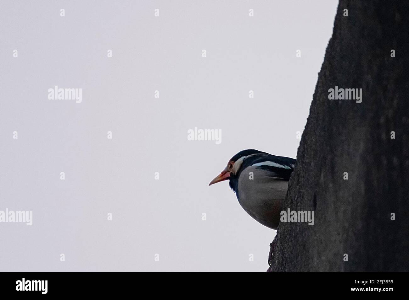 Myna Flying High Resolution Stock Photography and Images - Alamy