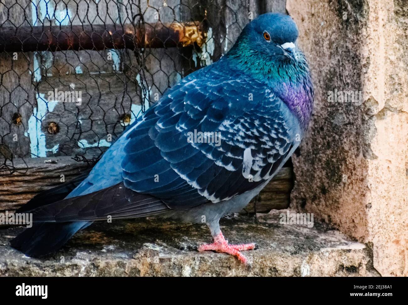 Pigeon waving hi-res stock photography and images - Alamy