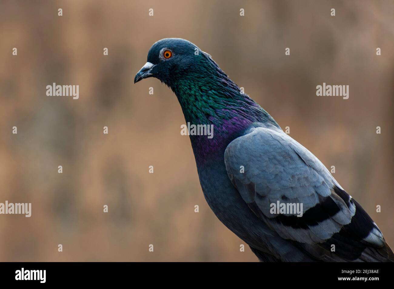 Pigeon waving hi-res stock photography and images - Alamy