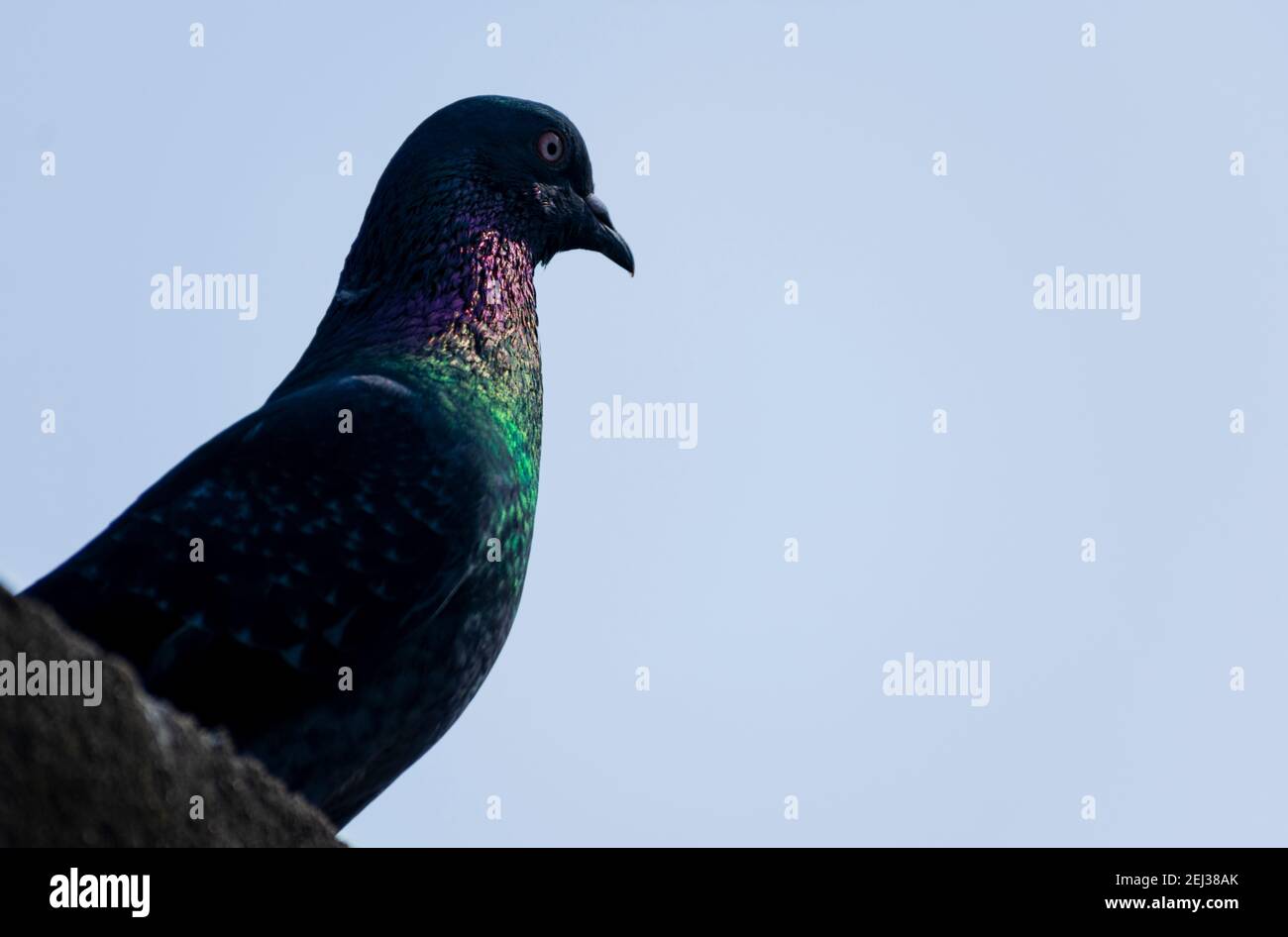 Pigeon waving hi-res stock photography and images - Alamy