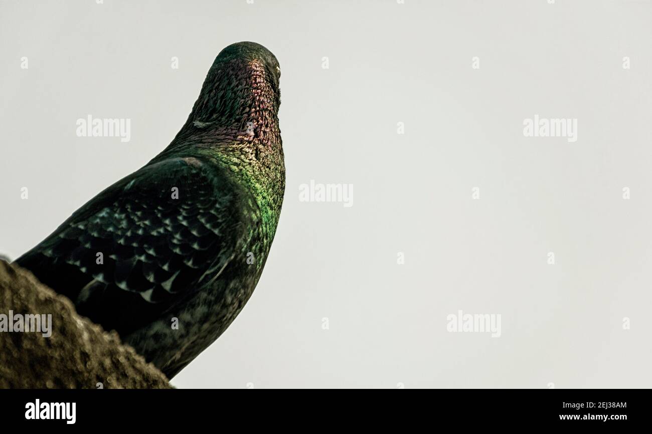 Pigeon waving hi-res stock photography and images - Alamy