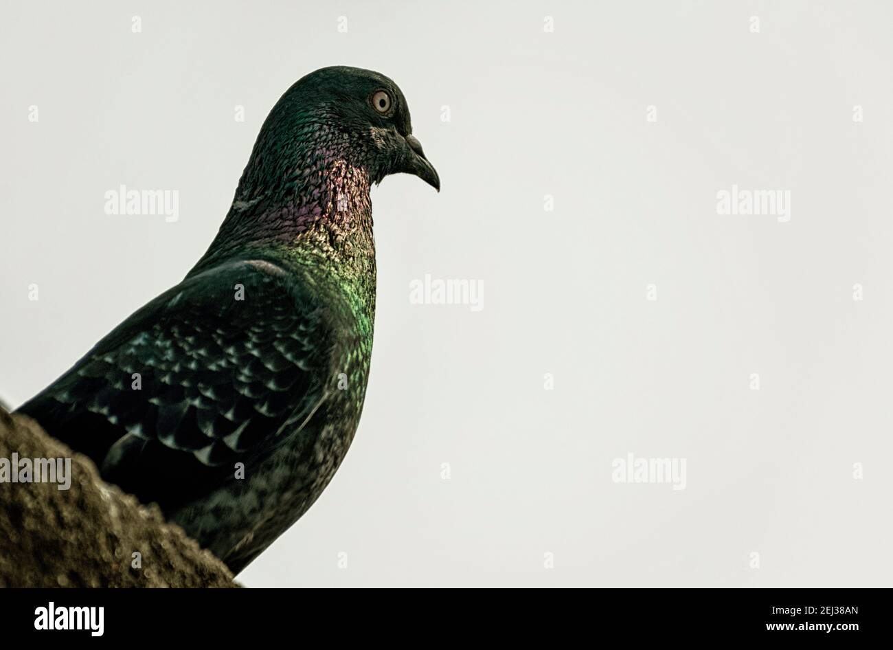 Pigeon waving hi-res stock photography and images - Alamy