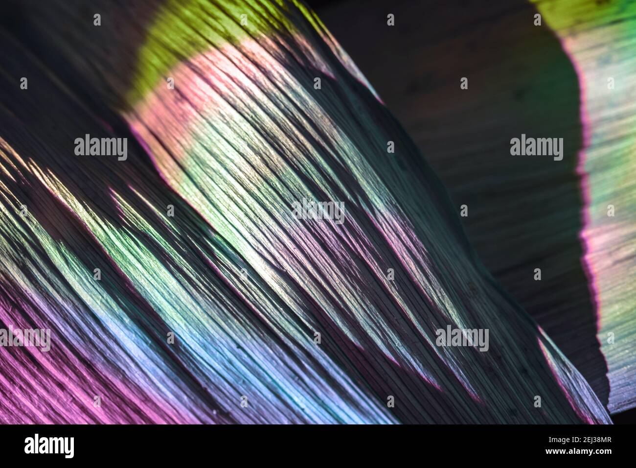 Close up Beautiful abstract leaf in colourful neon light. Minimalism ...