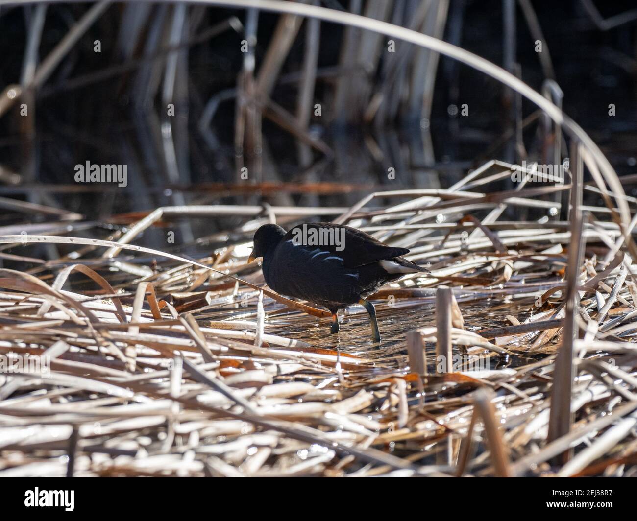A Eurasian coot, Fulica atra, swims through a small pond in Izumi ...