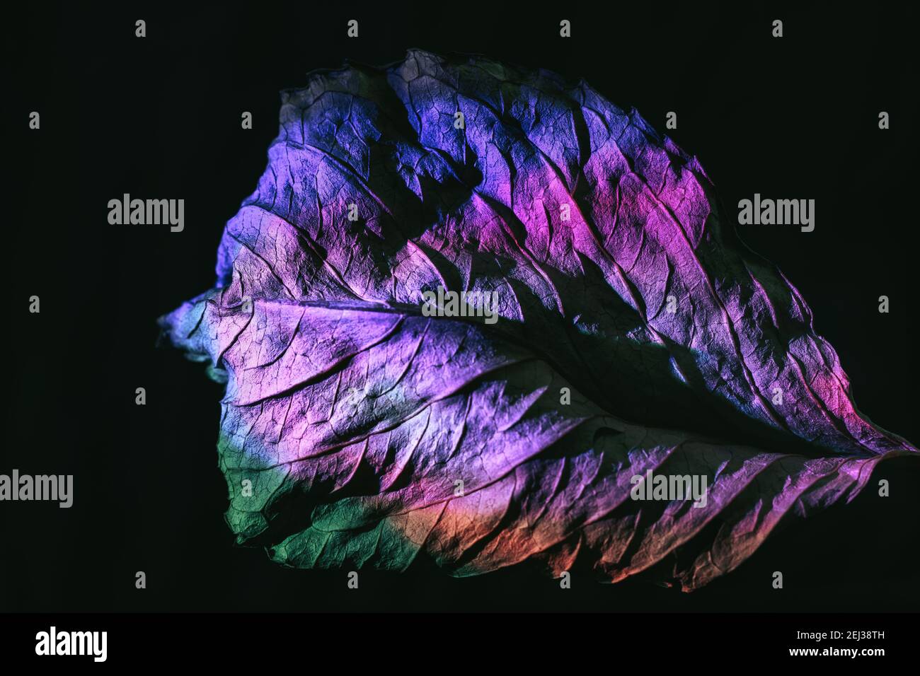 Beautiful abstract leaf in neon light. Minimalism modern style concept ...