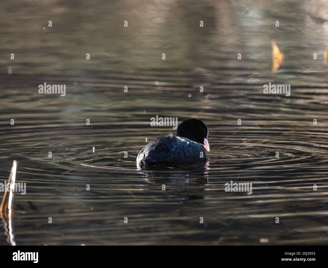 A Eurasian coot, Fulica atra, swims through a small pond in Izumi ...