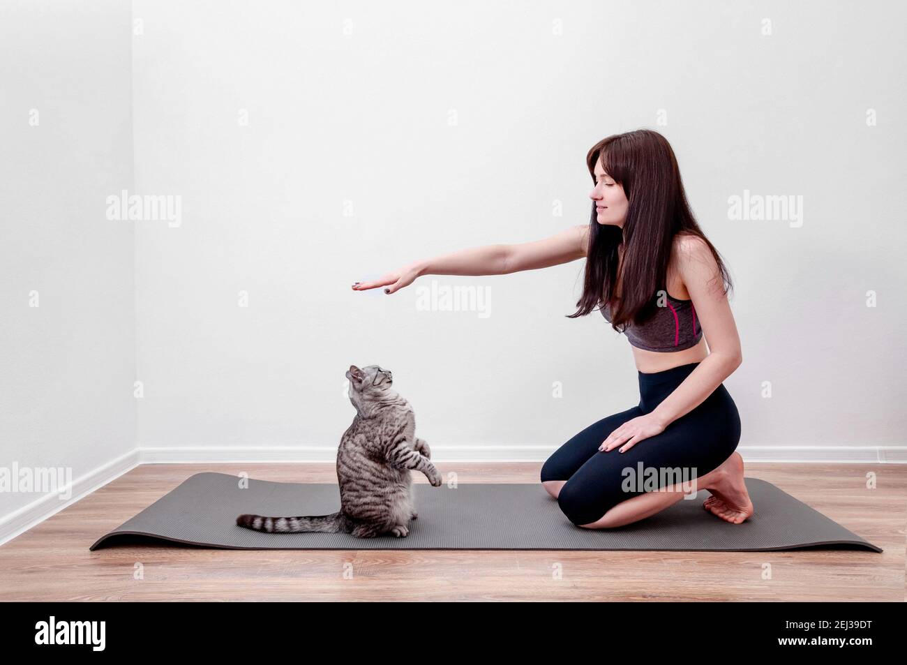 Yoga cat pose hi-res stock photography and images - Alamy