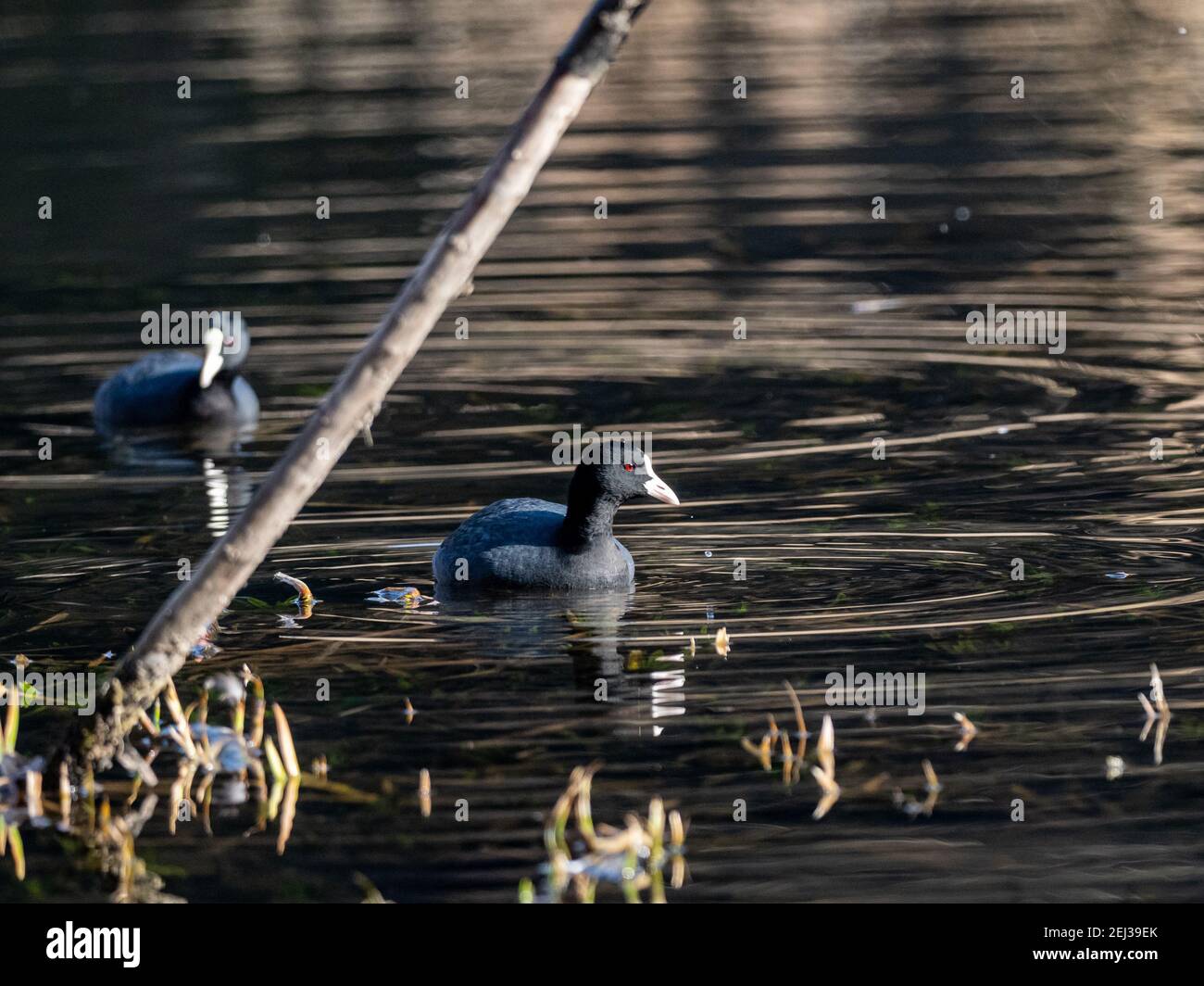 A Eurasian coot, Fulica atra, swims through a small pond in Izumi ...
