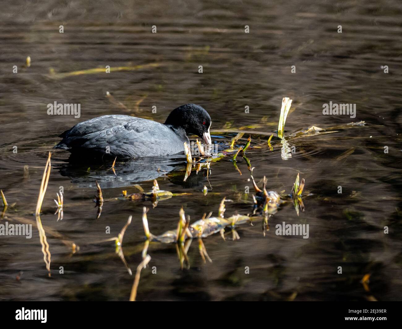Beautiful coot in pond hi-res stock photography and images - Alamy