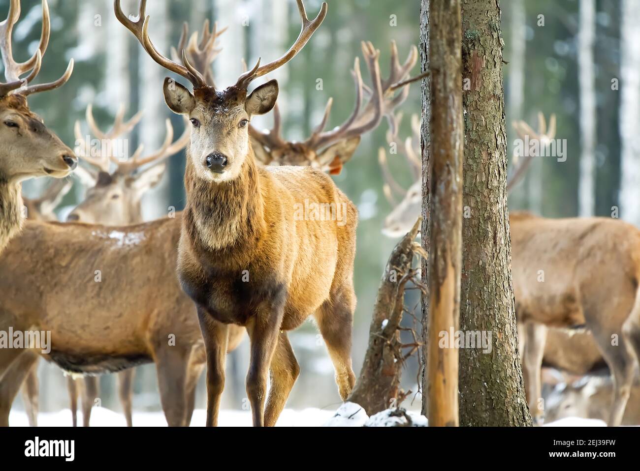 Deer Hunter High Resolution Stock Photography and Images - Alamy