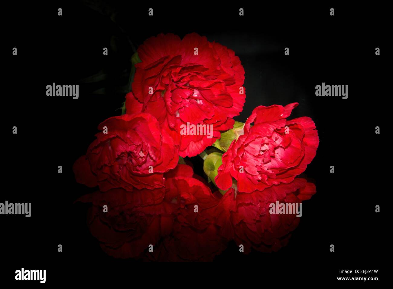 Three Carnations on a black background Stock Photo - Alamy