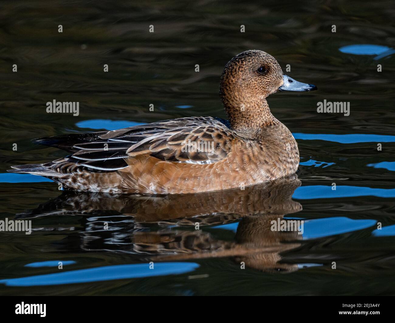 Widgeon Duck High Resolution Stock Photography and Images - Alamy