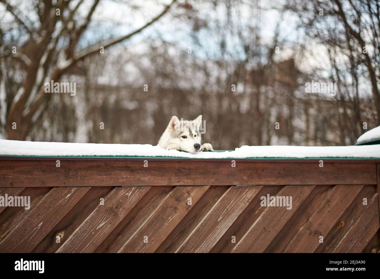 Husky thinking hi-res stock photography and images - Alamy